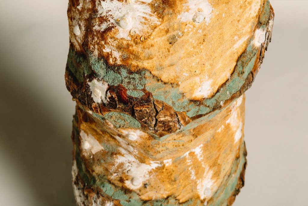 Designing Decay: Calculus of an Infinite Rot at the Rhubarb Festival ...